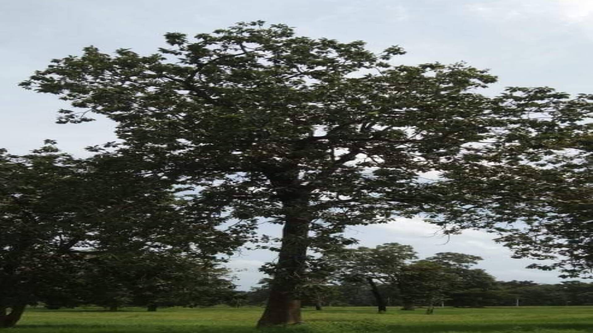 मोहवृक्षाला आदिवासींचा कल्पवृक्ष का म्हटलं जातं?