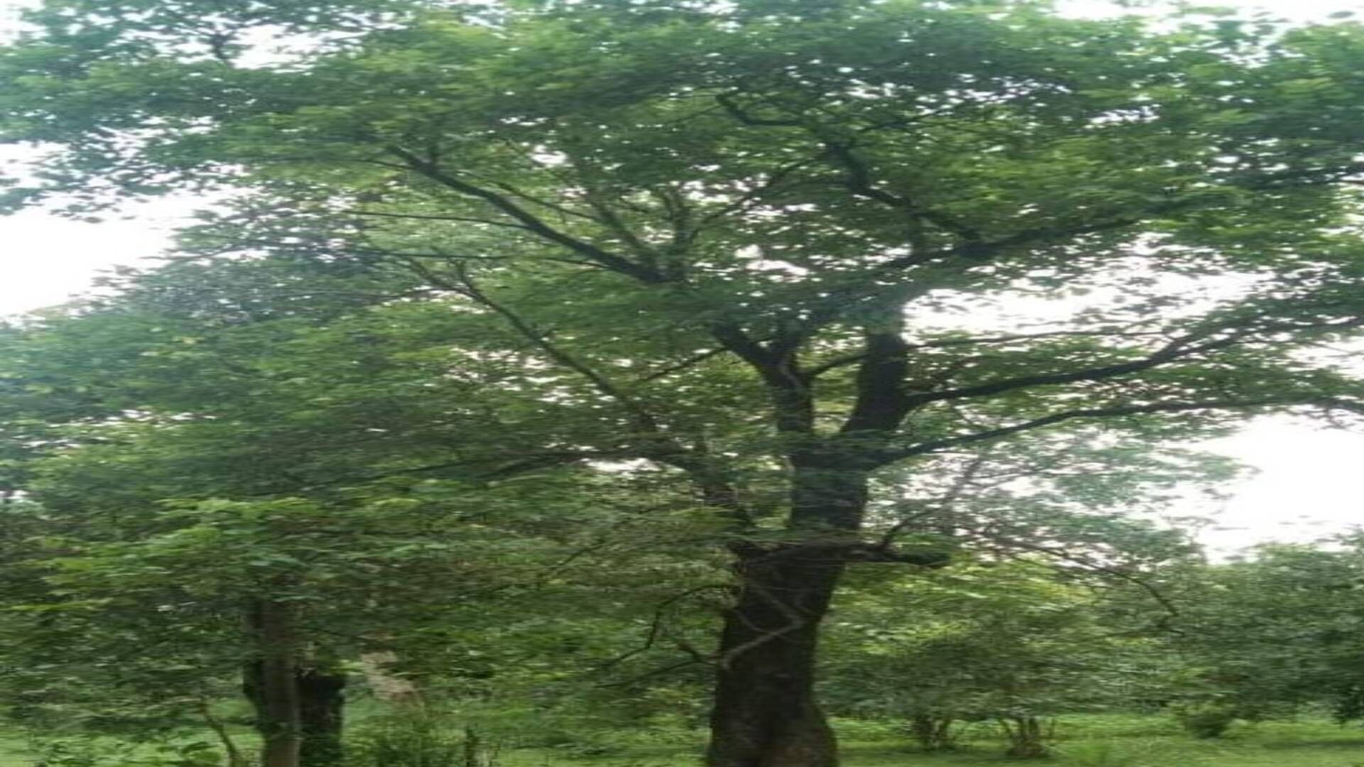 वाचवा, गराडीवृक्ष धोक्यात आलं आहे?