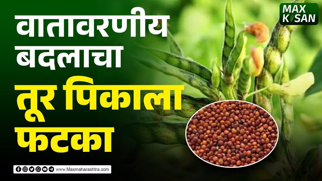 वातावरणीय बदलाचा तूर पिकाला फटका; तूर पिकावर अळ्या आणि रोगाच्या ...